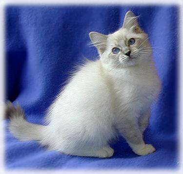 Rest of the Gang | Dixie Willow Ragdolls