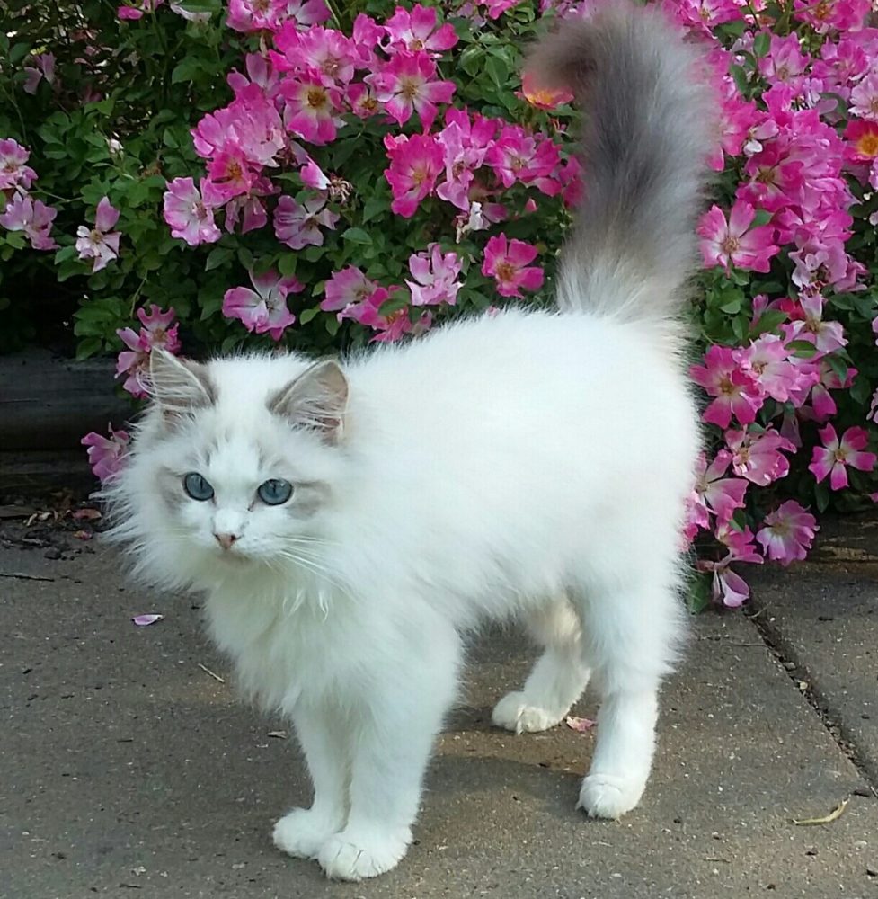 Purrsonalities | Dixie Willow Ragdolls