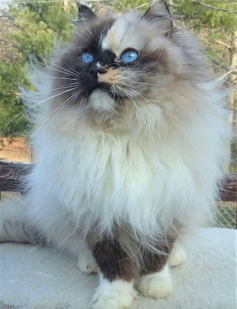 Ragdoll Cat Girls in Tennesee | Dixie Willow Ragdolls