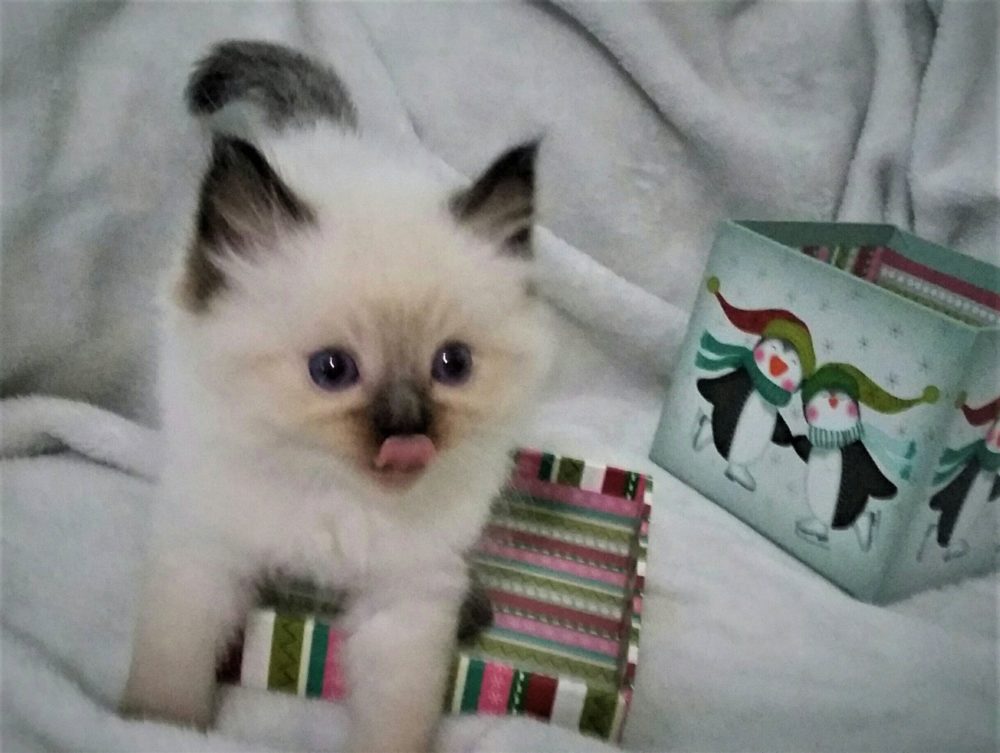 Glamour Shots | Dixie Willow Ragdolls