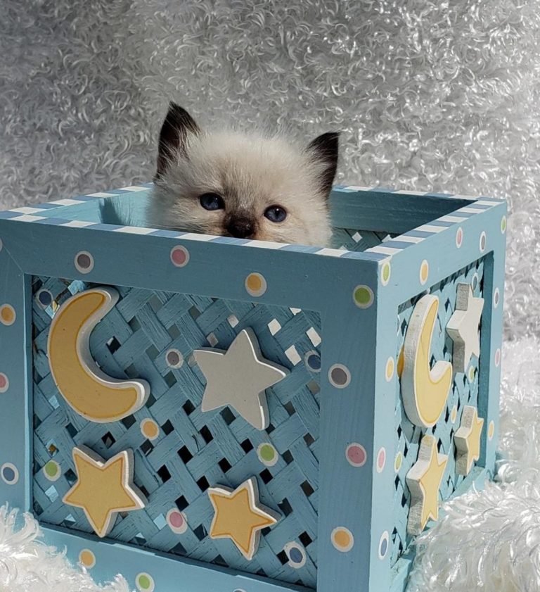 Kittens | Dixie Willow Ragdolls